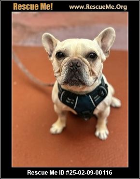 - California French Bulldog Rescue - ADOPTIONS - Rescue Me!