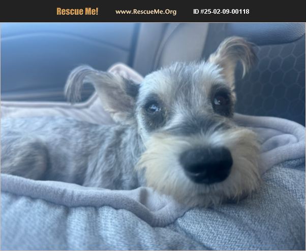 ADOPT 25020900118 ~ Schnauzer Rescue ~ Orlando, FL