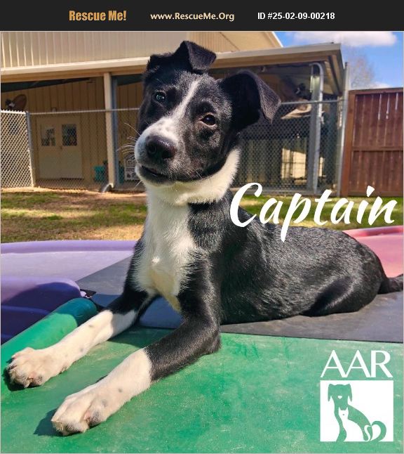 ADOPT 25020900218 ~ Mountain Cur Rescue ~ Magnolia, TX