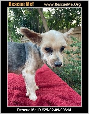 - Florida Yorkie Rescue - ADOPTIONS - Rescue Me!