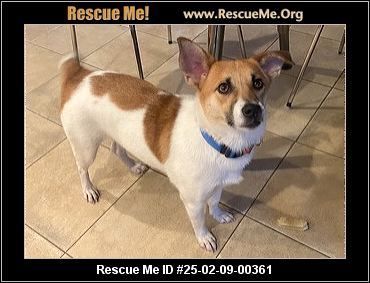 - New Jersey Mutt Rescue - ADOPTIONS - Rescue Me!