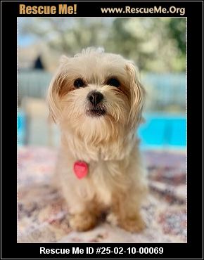 - Florida Maltese Rescue - ADOPTIONS - Rescue Me!
