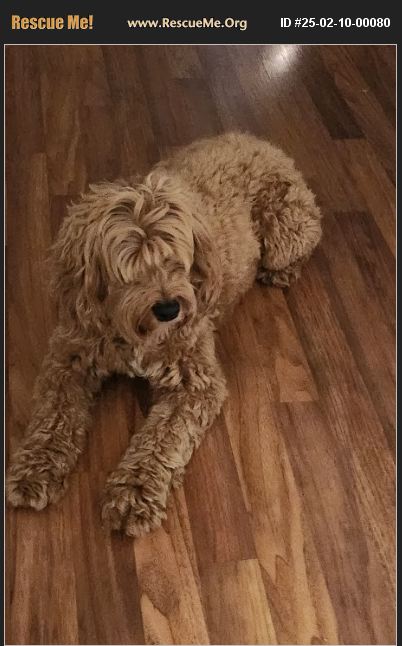 ADOPT 25021000080 ~ Cockapoo Rescue ~ Hopkinsville, KY