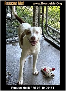 - South Carolina Dog Rescue - ADOPTIONS - Rescue Me!