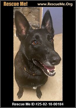 - Virginia Dog Rescue - ADOPTIONS - Rescue Me!