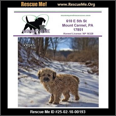 - Pennsylvania Poodle Rescue - ADOPTIONS - Rescue Me!