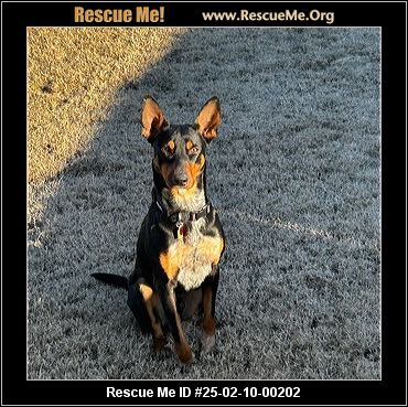 - Texas Mutt Rescue - ADOPTIONS - Rescue Me!
