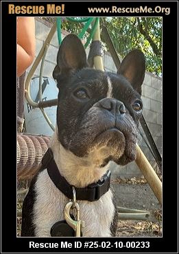 - California Boston Terrier Rescue - ADOPTIONS - Rescue Me!