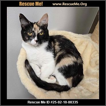 - Missouri Cat Rescue - ADOPTIONS - Rescue Me!