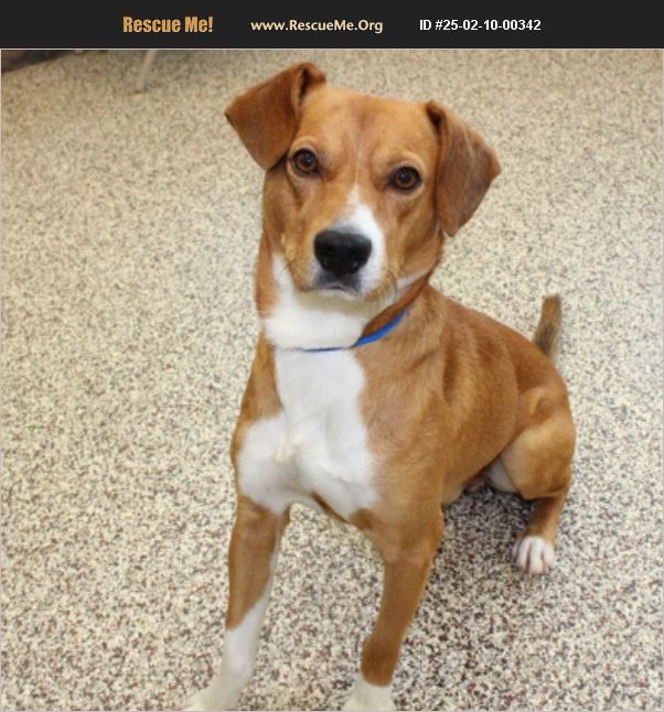 ADOPT 25021000342 ~ Beagle Rescue ~ Detroit, MI