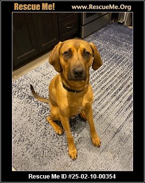 - New Jersey Rhodesian Ridgeback Rescue - ADOPTIONS - Rescue Me!