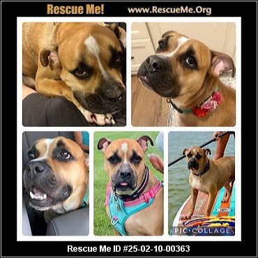 - Michigan Bulldog Rescue - ADOPTIONS - Rescue Me!