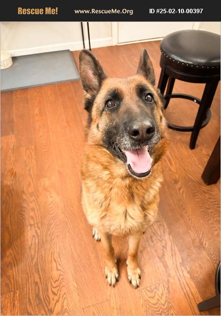 ADOPT 25021000397 ~ German Shepherd Rescue ~ Stirling, NJ