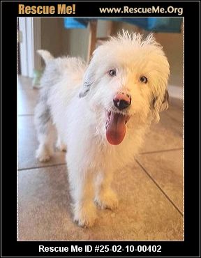 - Virginia Dog Rescue - ADOPTIONS - Rescue Me!