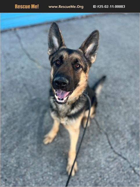 ADOPT 25021100003 ~ German Shepherd Rescue ~ Newark, NJ