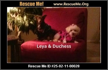 - Texas Cockapoo Rescue - ADOPTIONS - Rescue Me!