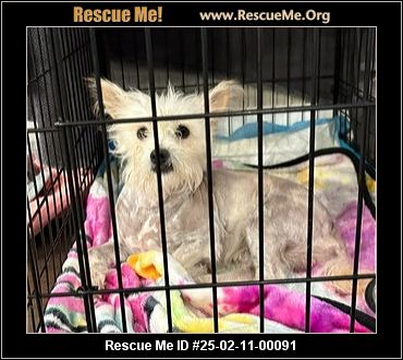 - Texas Yorkie Rescue - ADOPTIONS - Rescue Me!