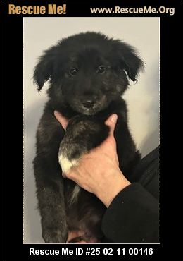 - Ohio Golden Retriever Rescue - ADOPTIONS - Rescue Me!