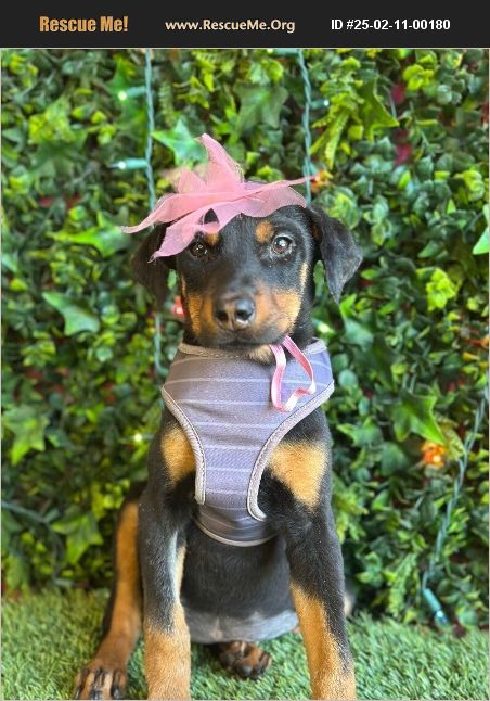 ADOPT 25021100180 ~ German Pinscher Rescue ~ Carlsbad, CA