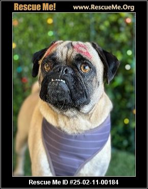- California Pug Rescue - ADOPTIONS - Rescue Me!