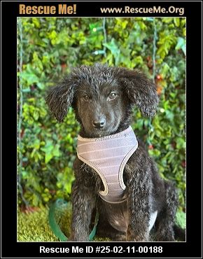 - California Poodle Rescue - ADOPTIONS - Rescue Me!