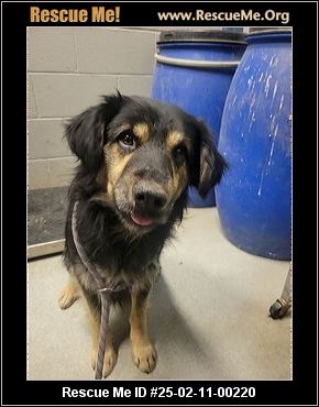 - Ohio Border Collie Rescue - ADOPTIONS - Rescue Me!