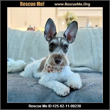 - Texas Schnauzer Rescue - ADOPTIONS - Rescue Me!