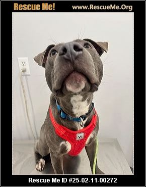 - Mississippi Dog Rescue - ADOPTIONS - Rescue Me!