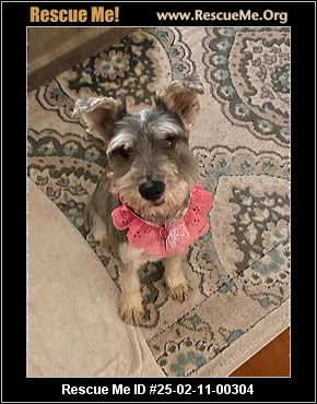 - California Schnauzer Rescue - ADOPTIONS - Rescue Me!