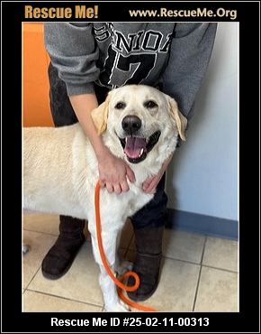 - New Jersey Lab Rescue - ADOPTIONS - Rescue Me!