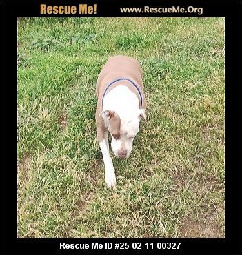 - California Pit Bull Rescue - ADOPTIONS - Rescue Me!