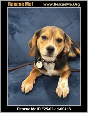 - Connecticut Beagle Rescue - ADOPTIONS - Rescue Me!