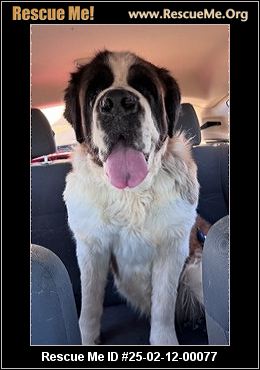 - Texas Saint Bernard Rescue - ADOPTIONS - Rescue Me!