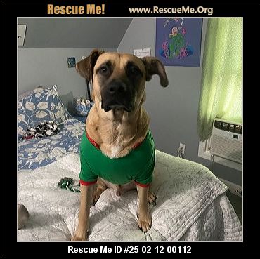 - Indiana Dog Rescue - ADOPTIONS - Rescue Me!