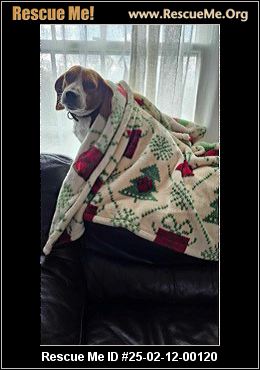 - Pennsylvania Beagle Rescue - ADOPTIONS - Rescue Me!