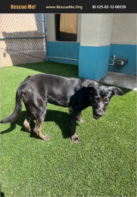 ADOPT 25021200226 ~ Lab Rescue ~ Boca Raton, FL