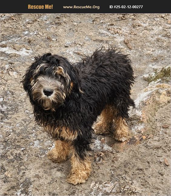 ADOPT 25021200277 ~ Bernese Mountain Dog Rescue ~ Liberty Center, OH