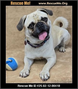 - California Pug Rescue - ADOPTIONS - Rescue Me!
