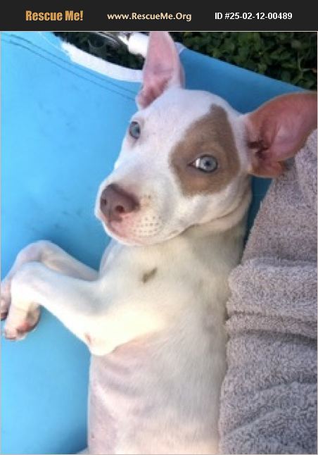 ADOPT 25021200489 ~ Lab Rescue ~ Boca Raton, FL