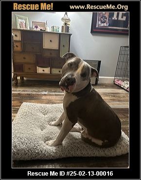 - California Pit Bull Rescue - ADOPTIONS - Rescue Me!
