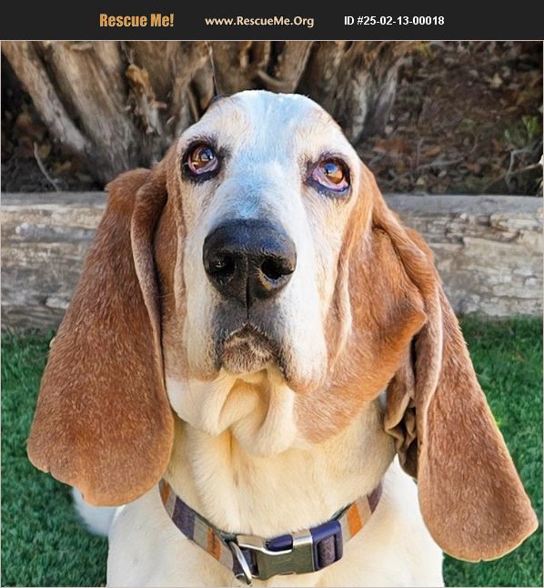 ADOPT 25021300018 ~ Basset Hound Rescue ~ Albuquerque, NM