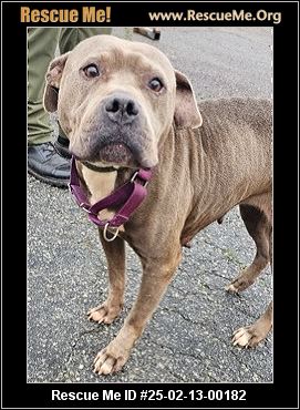 - South Carolina Dog Rescue - ADOPTIONS - Rescue Me!