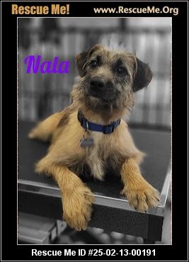 - California Border Terrier Rescue - ADOPTIONS - Rescue Me!
