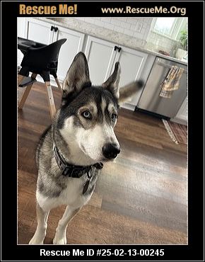 - Michigan Siberian Husky Rescue - ADOPTIONS - Rescue Me!