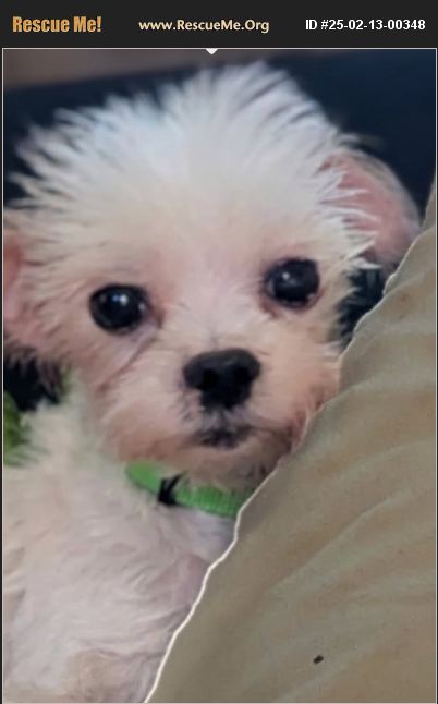 ADOPT 25021300348 ~ Maltese Rescue ~ Covina, CA