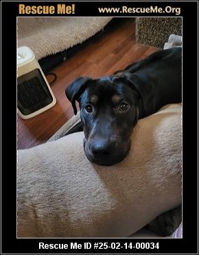 - Rhode Island Dog Rescue - ADOPTIONS - Rescue Me!