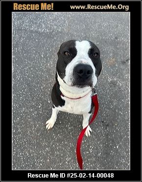 - North Carolina Dog Rescue - ADOPTIONS - Rescue Me!