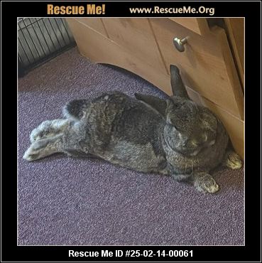 - Illinois Rabbit Rescue - ADOPTIONS - Rescue Me!