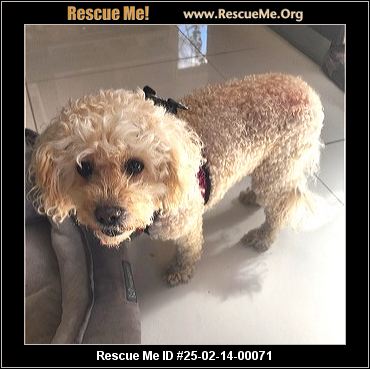 - New York Dog Rescue - ADOPTIONS - Rescue Me!