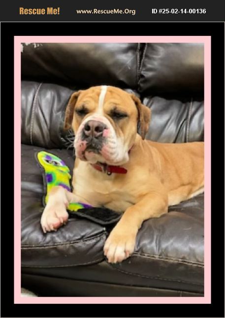 ADOPT 25021400136 ~ Bulldog Rescue ~ Mount Laurel, NJ